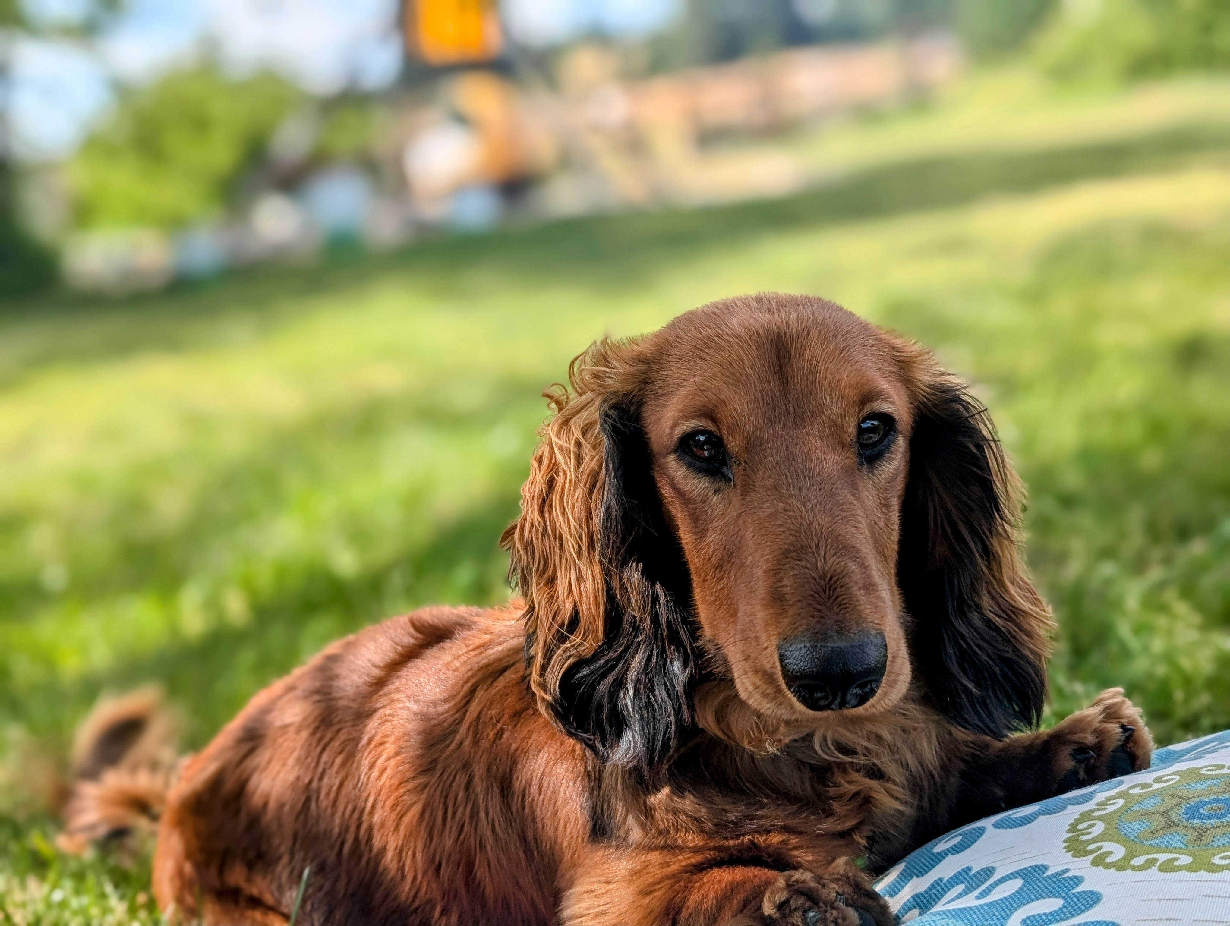 Regal Red Dachshunds – Bailiwick of Gurnsey